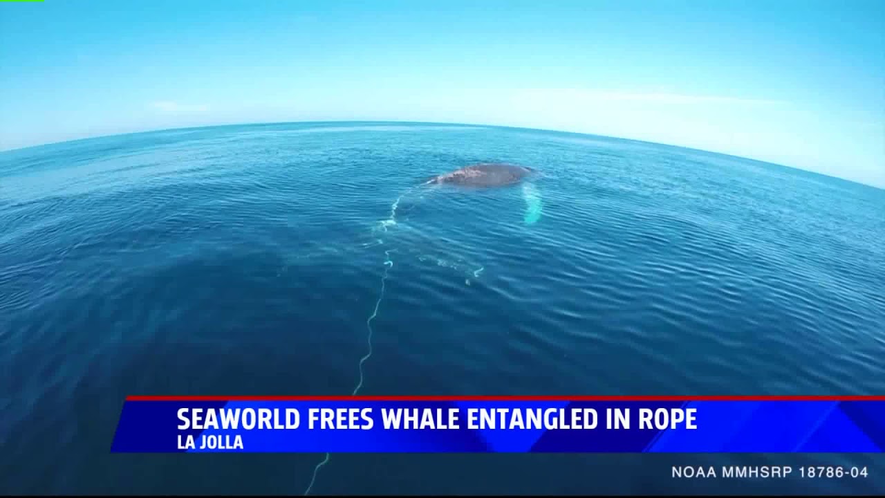SeaWorld Frees Whale Entangled In Rope - YouTube