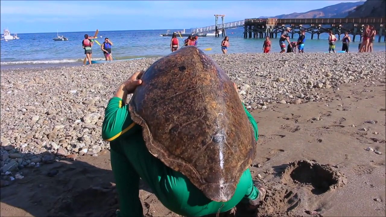 Eastern Pacific Green Sea Turtle - YouTube