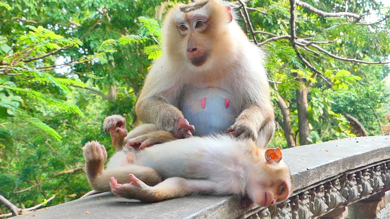 So Fantastic....Pregnant Monkey Rozy Waiting Her Next Birth Patiently ...