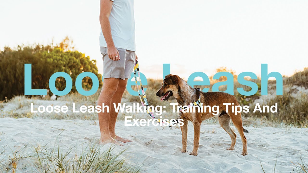 LOOSE LEASH WALKING TRAINING TIPS AND EXERCISES | STYLISH HOUND - YouTube