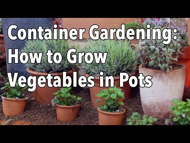 Container Gardening Planting Guide Container Gardening Top Tips For