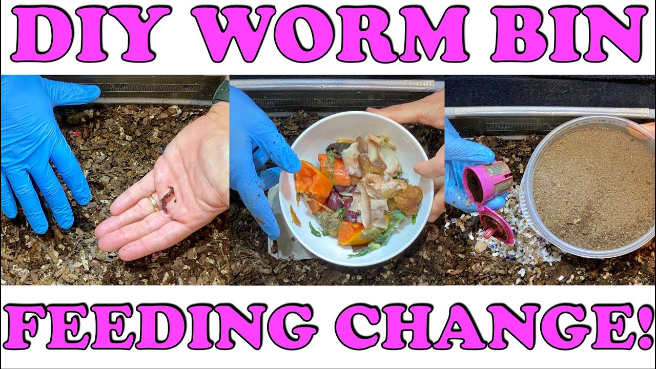 New Feeding Technique Used + Worm Castings, Moisture & Feeding Zone ...