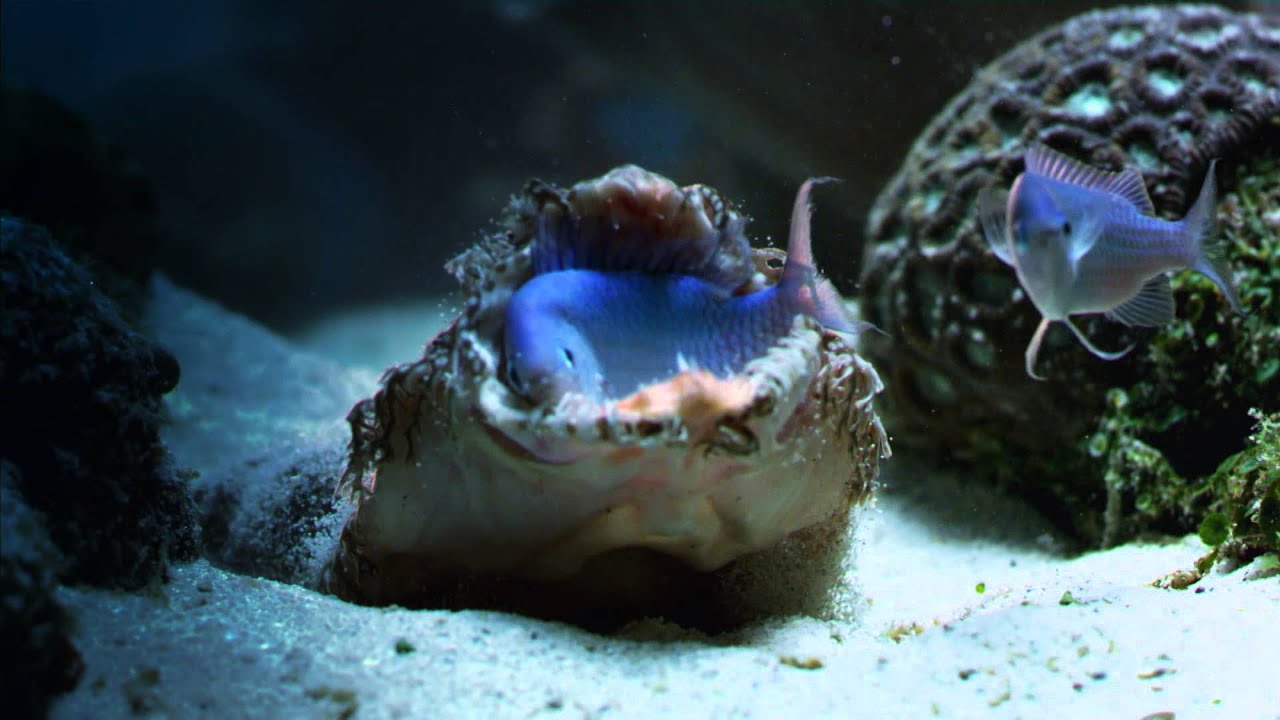 Les Requins 4K - Bande-Annonce - YouTube