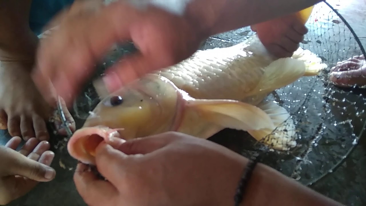 Ikan mas besar kena pancing - YouTube
