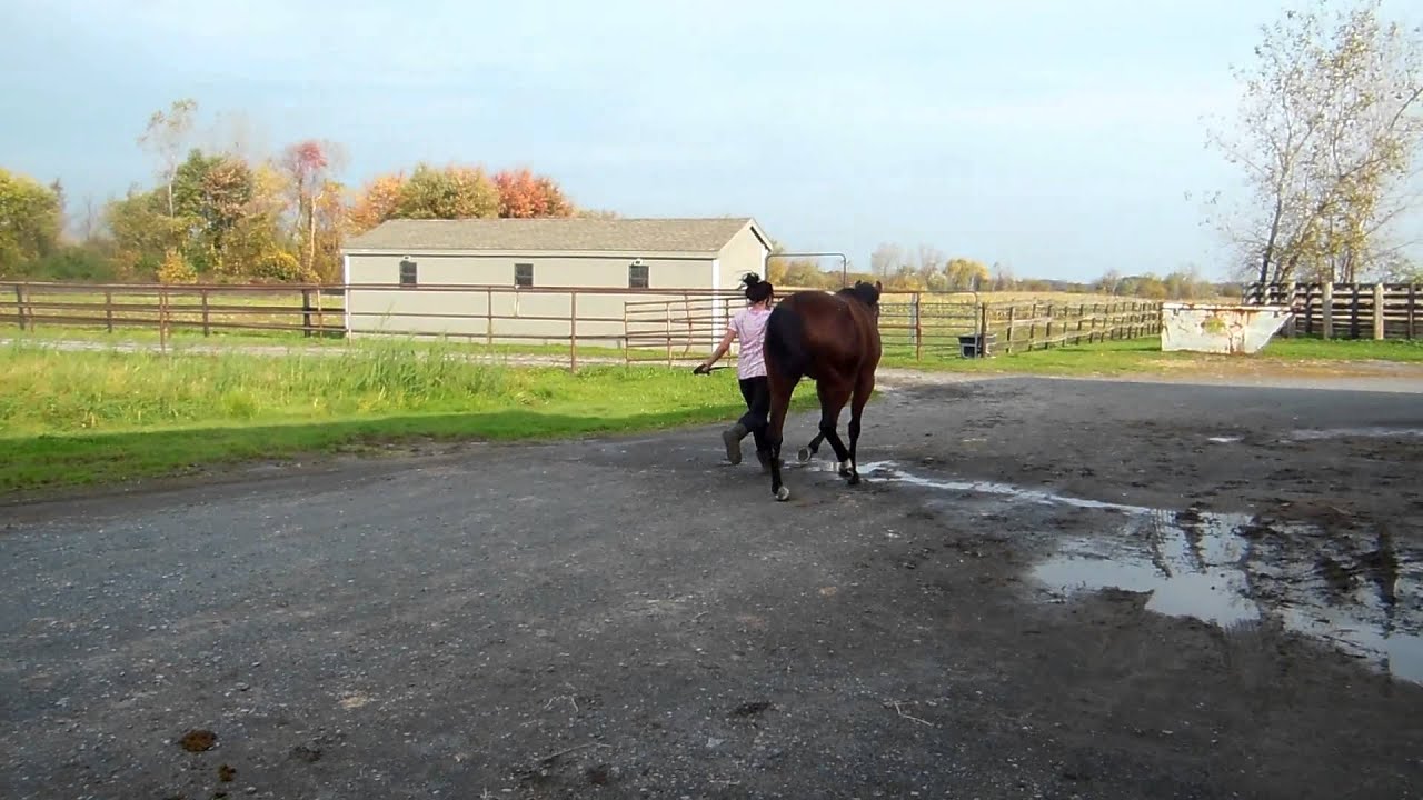 Bustin Chops video - YouTube