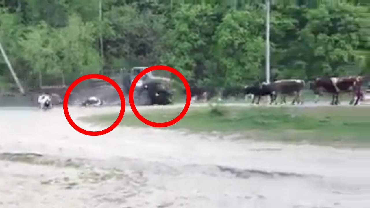 Accident | Animals Hits By Car | Dangerous Accidents | A Naughty Driver ...