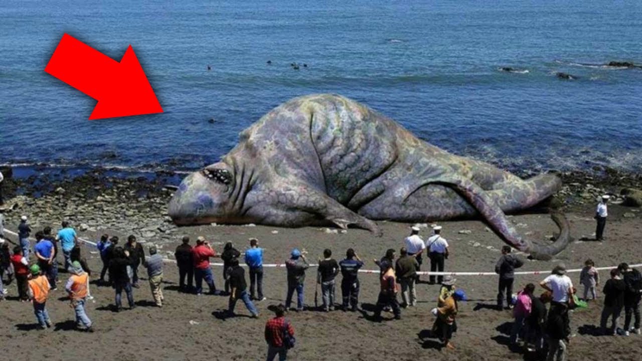 10 Unknown Creatures Caught On Tape YouTube 10-unknown-creatures-caught-on-tape-youtube
