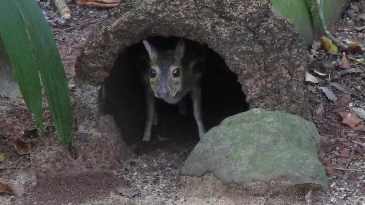 Sri Lankan spotted chevrotain (Moschiola meminna) - YouTube