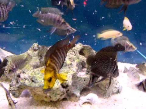 Wild Alto. Black Congo calvus and others. - YouTube