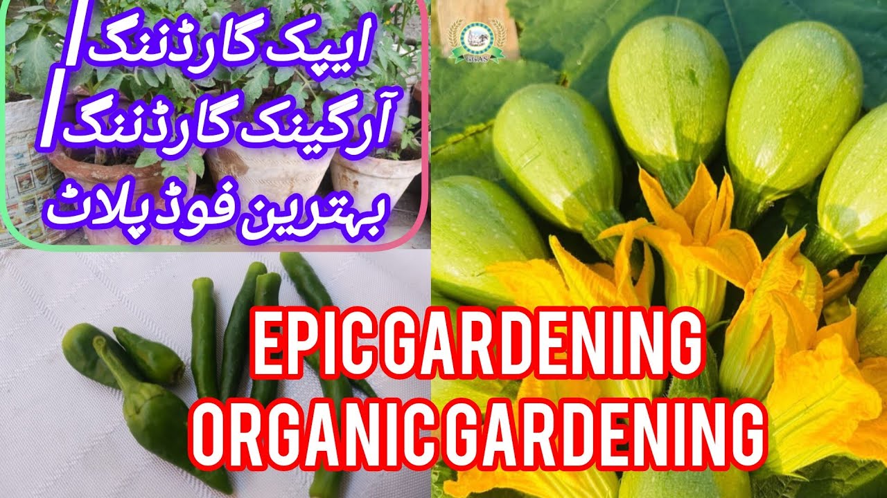 EPIC GARDENING | ORGANIC GARDENING | BEST FOOD PLOTS | BRASSICA FOOD ...