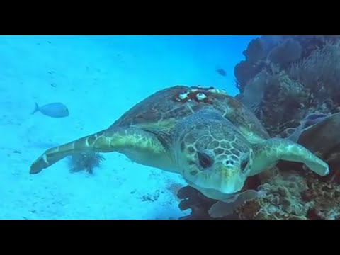 Cayman Brac - Barracuda Parrot Fish to TURTLE and Filefish - YouTube