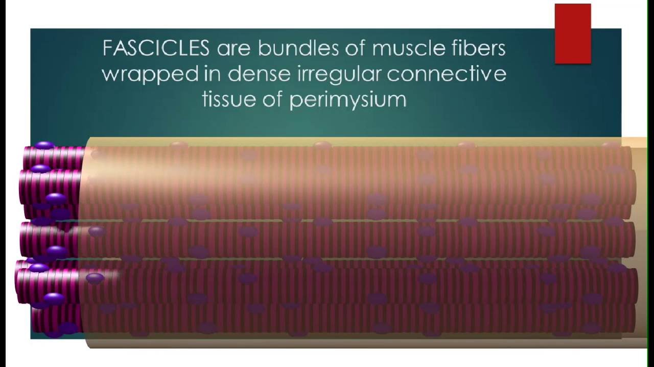 CONNECTIVE TISSUE WRAPPINGS IN MUSCLE YouTube connective-tissue-wrappings-in-muscle-youtube
