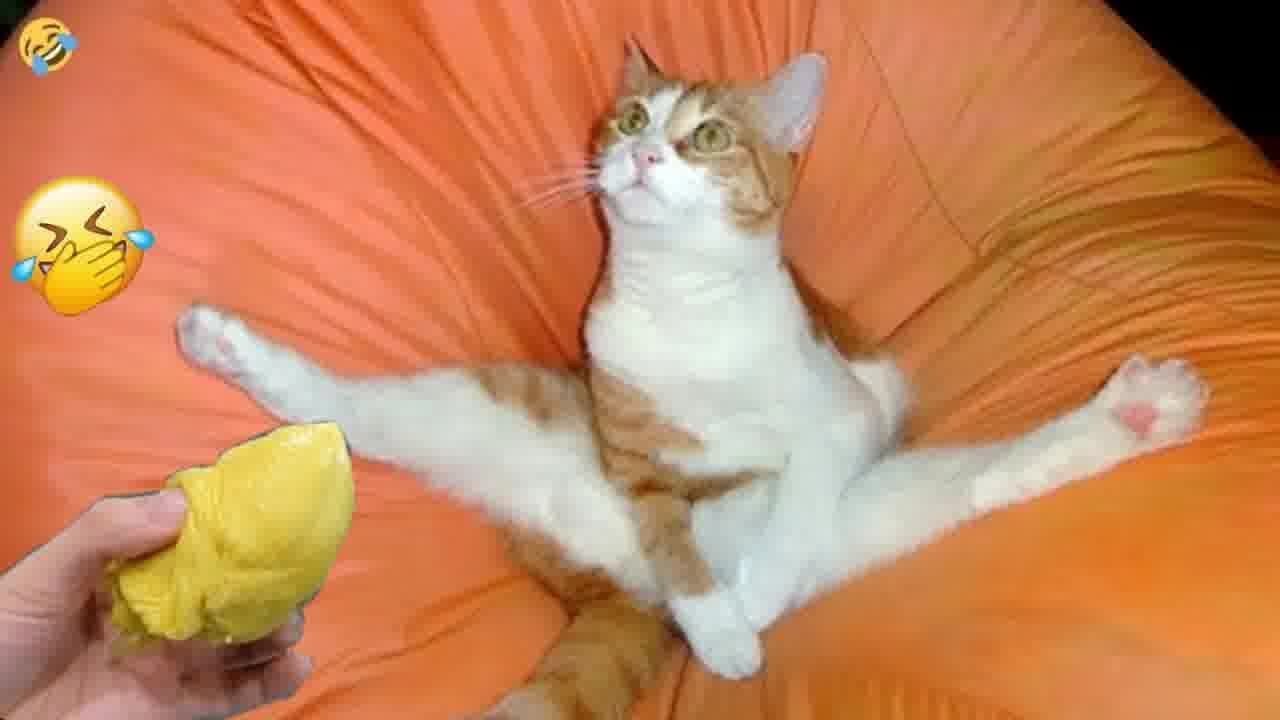 Laugh until you cry with these hilarious animals🤔🐶 - YouTube