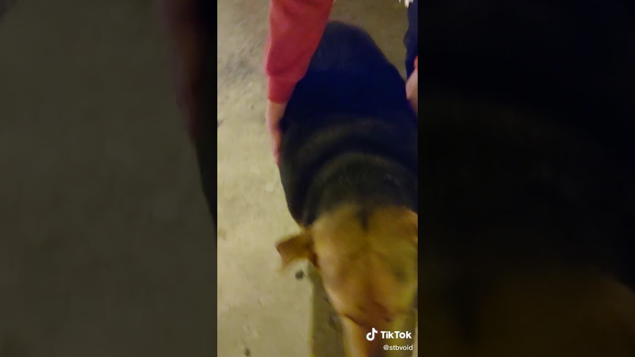 Perro Guaton - YouTube