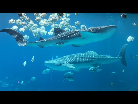 One Hour And Ten Minutes With Whale Sharks (International Whale Shark Day Edition)