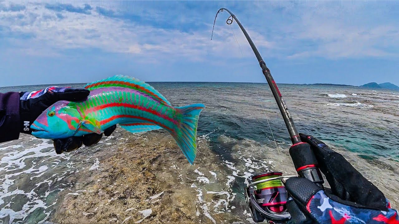 Insane Reef Fishing in Rock Pools – Most Colorful Fish Ever! - Okinawa ...