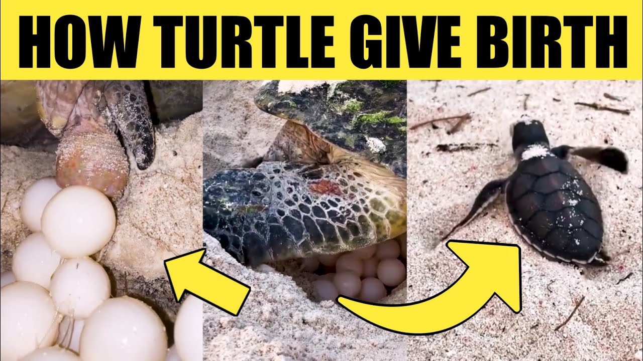 Turtle Giving Birth | How Animals Give Birth | Wildest Planet - YouTube