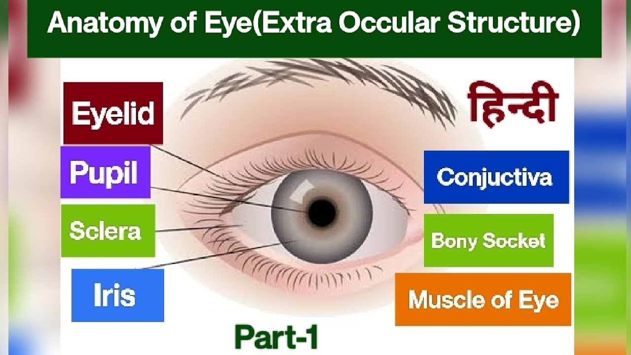 Eye Anatomy in hindi || Anatomy & Physiology Classes || Medical ...