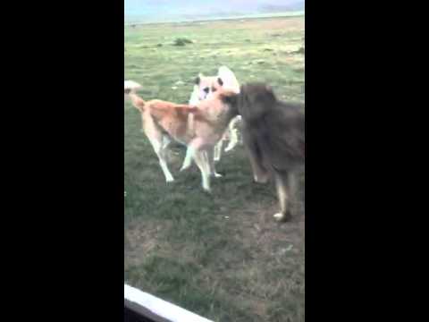 Qaracop coban itleri