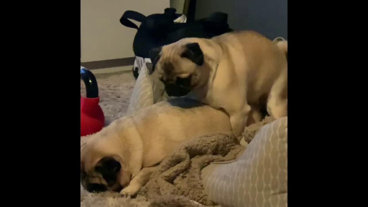 The pug hump - YouTube