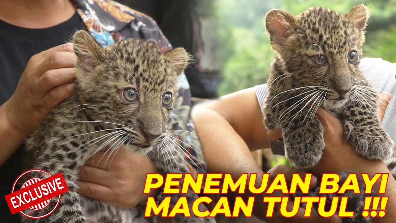 MASYA ALLAH..PERTAMA KALI GENDONG BAYI MACAN TUTUL JAWA YANG TERLANTAR ...