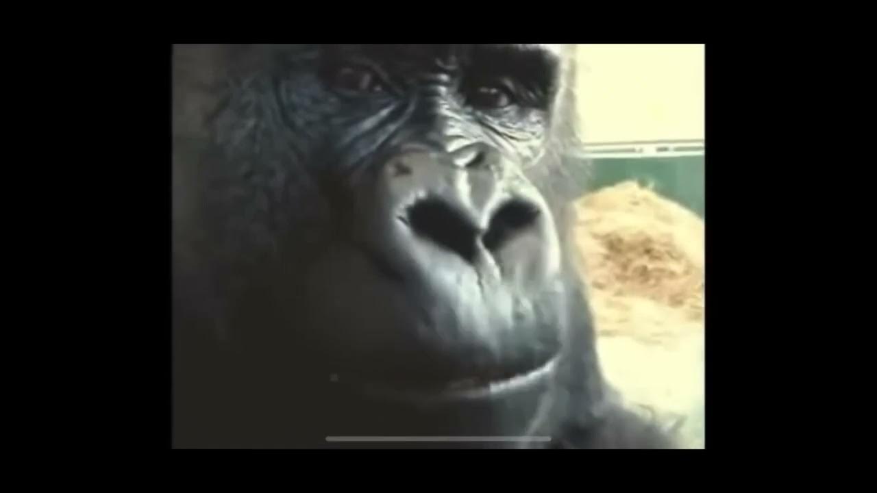 лайф ку би дрим - YouTube