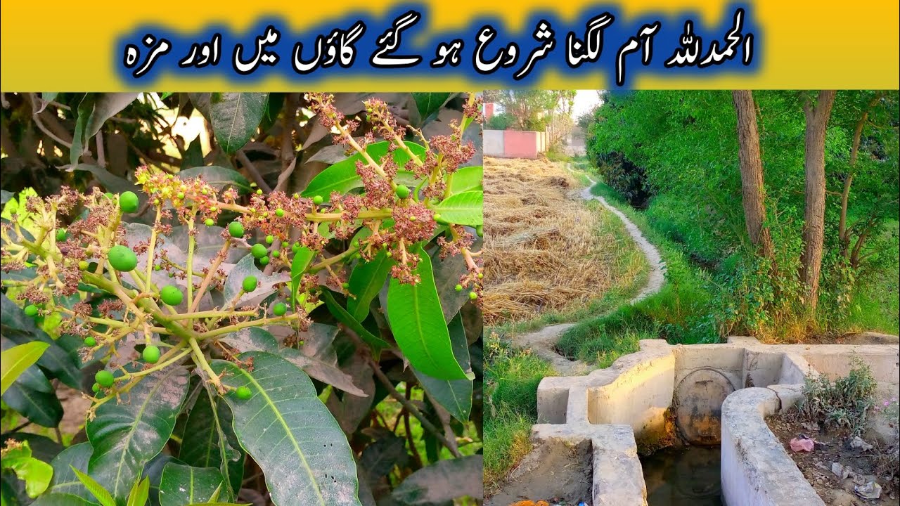 Alhumdolillah aamm lagna start ho gy gaion ma aur Maza #panjabvillage # ...