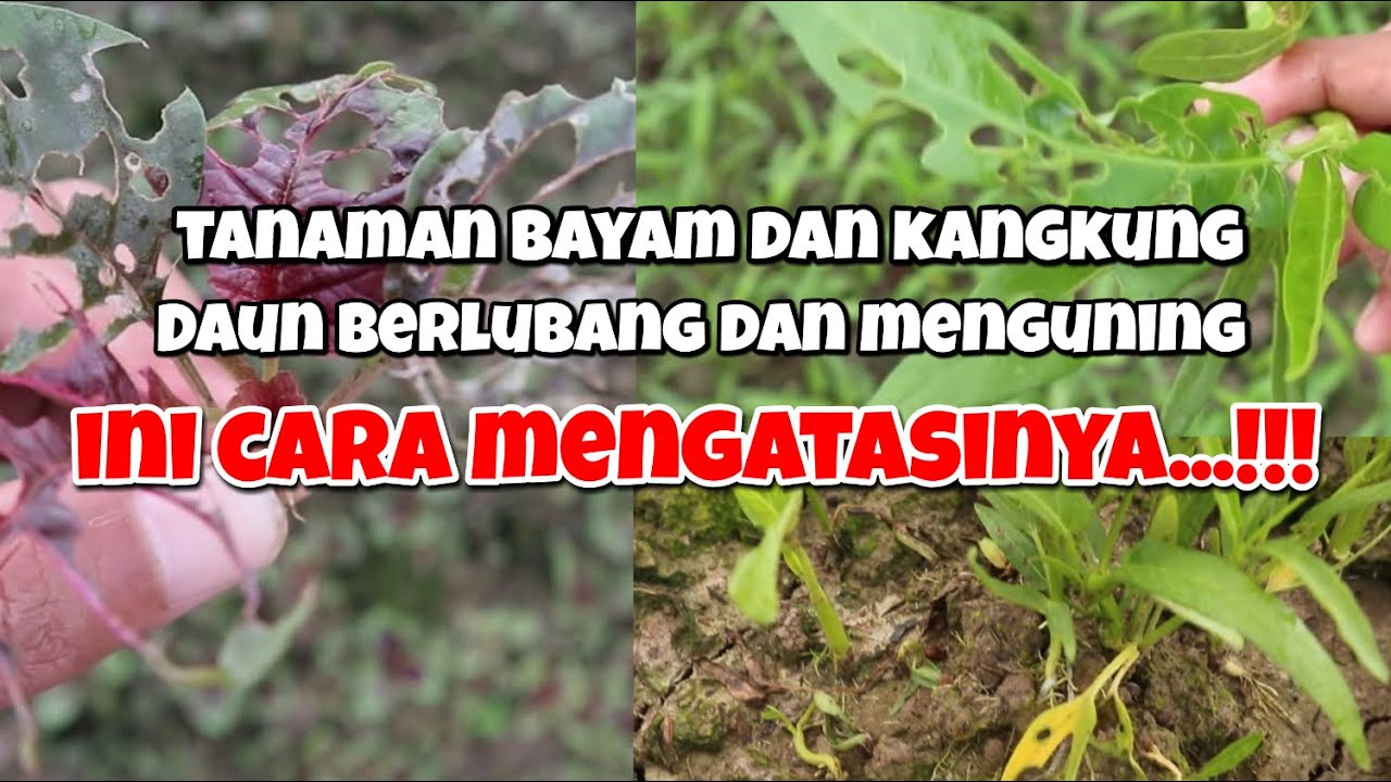 tanaman kangkung daun kuning - JamestaroBowman