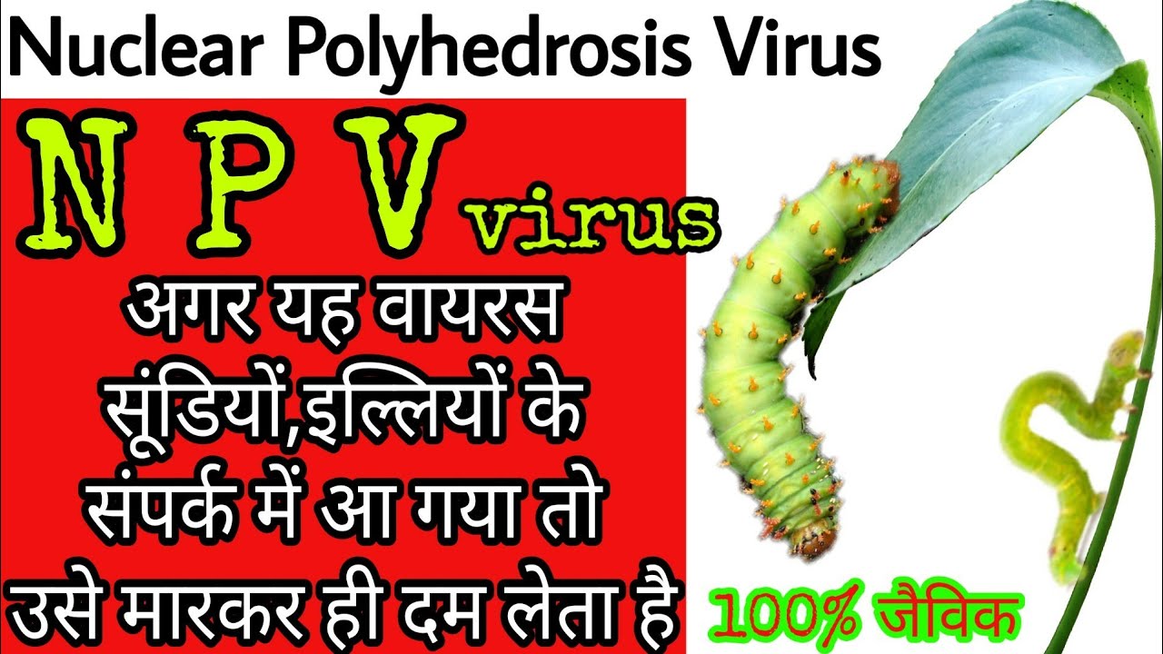 NPV VIRUS | हरी इल्लियां और फल छेदक सुंडीयों को खत्म करके ही दम लेता है ...