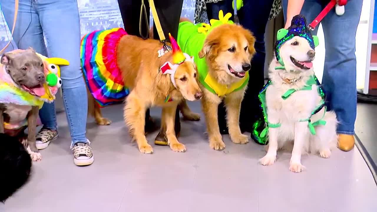 Howl-o-Ween Pawty at The Unleashed Dog Bar - YouTube