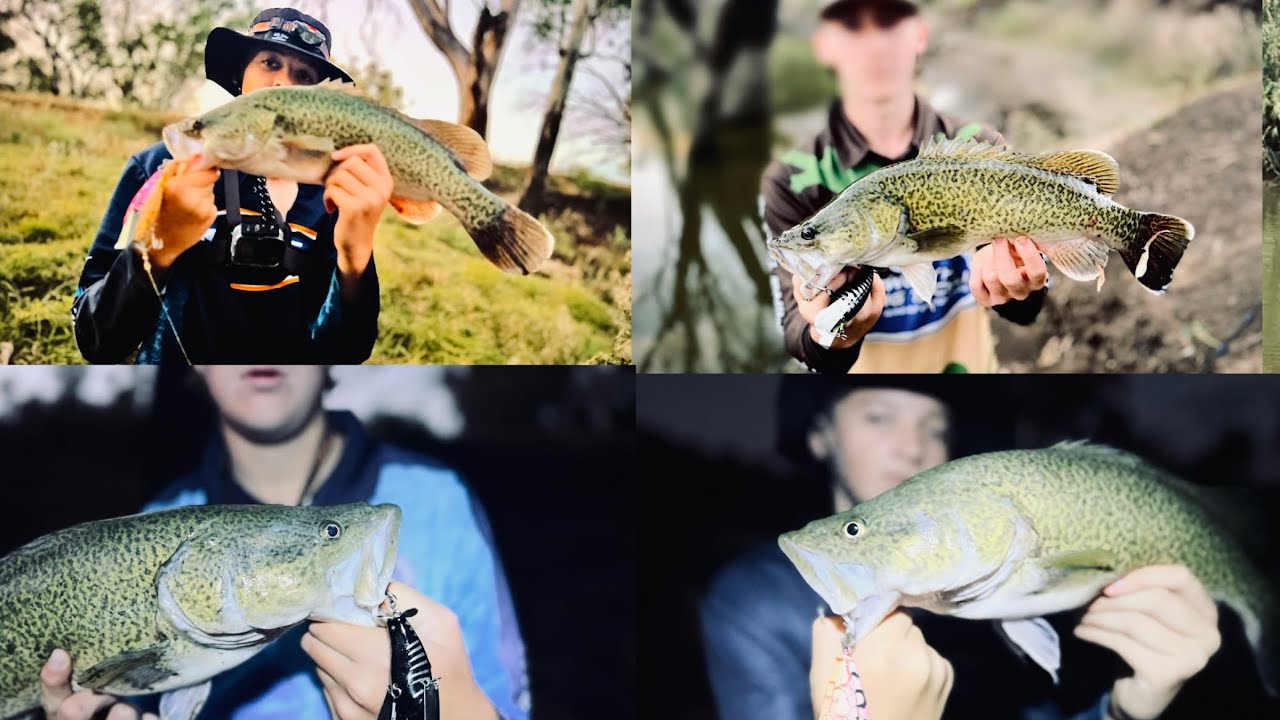Murray Cod Madness (Surface Lure Fishing in the Namoi River) - YouTube