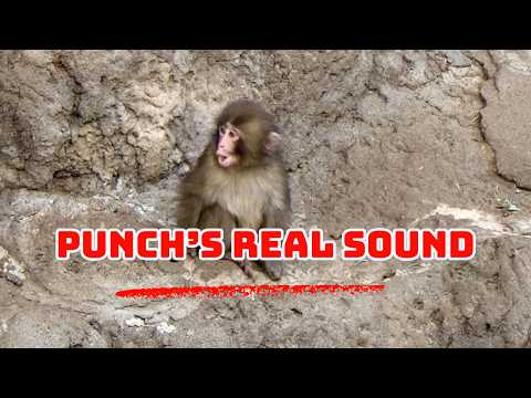 Punch Lastest Update - Punch's real voice (4k Footage).
