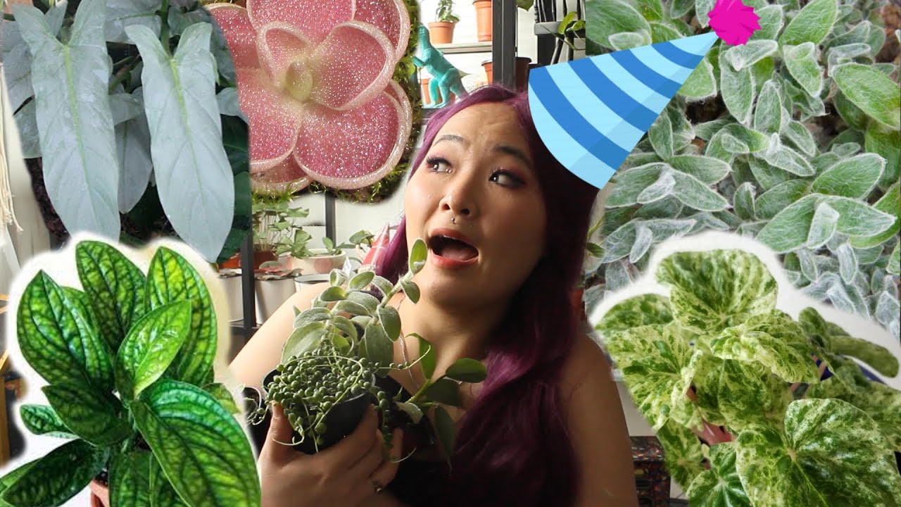 Plant and Small Business Birthday Haul!🎂🎂🎉🎉 - YouTube