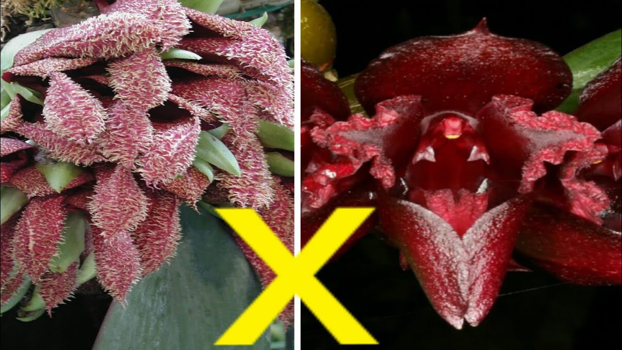 ANGGREK DASI...!!!! (bulbophyllum phalaenopsis x cruentum) - YouTube