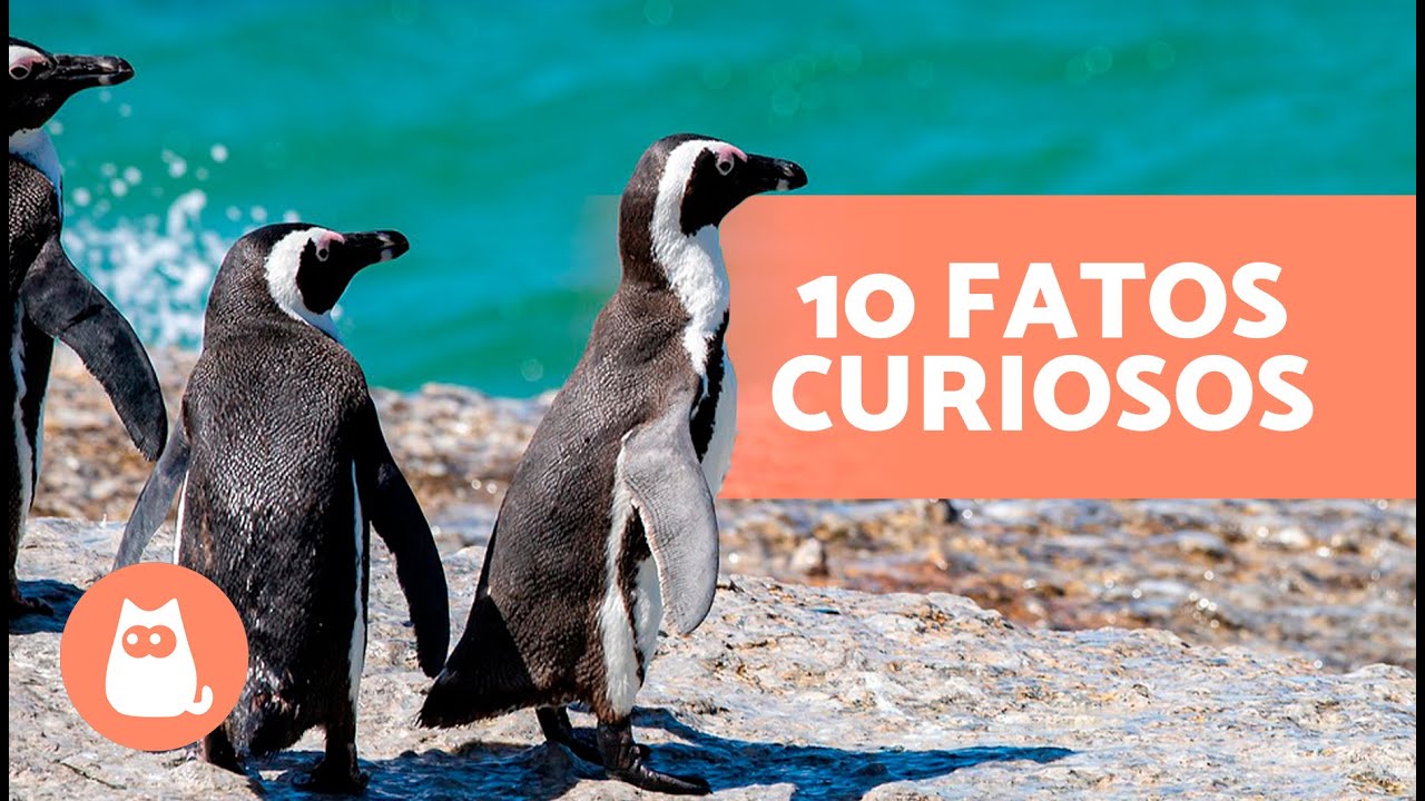 Curiosidade Sobre O Pinguim - FDPLEARN