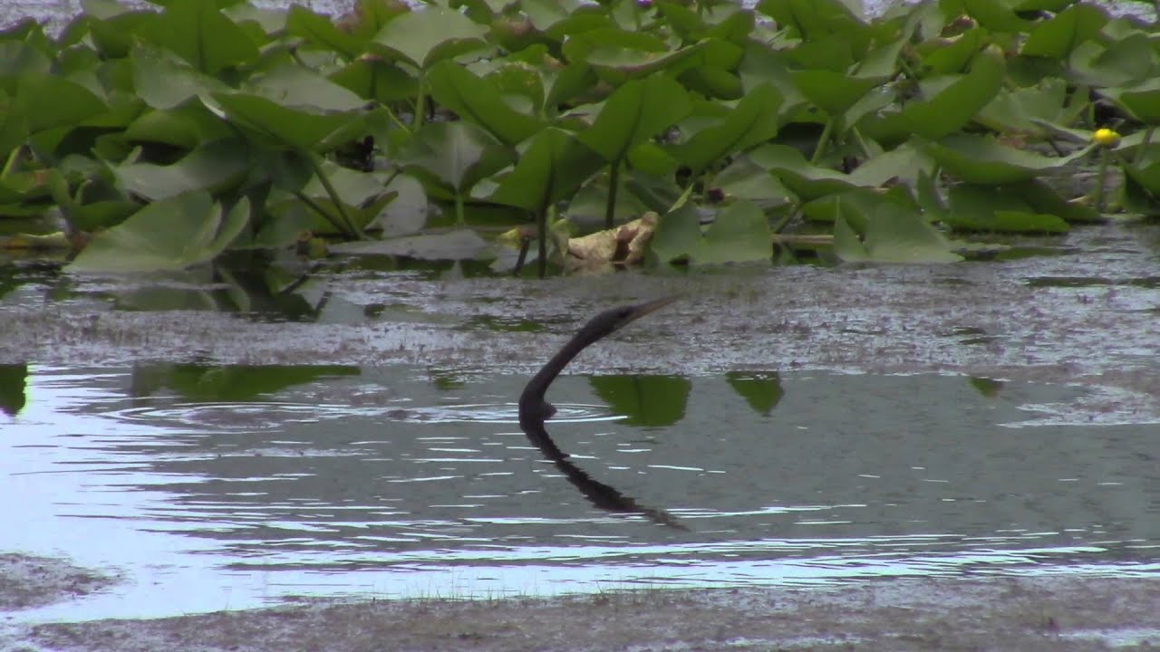 Anhinga in the Water - YouTube