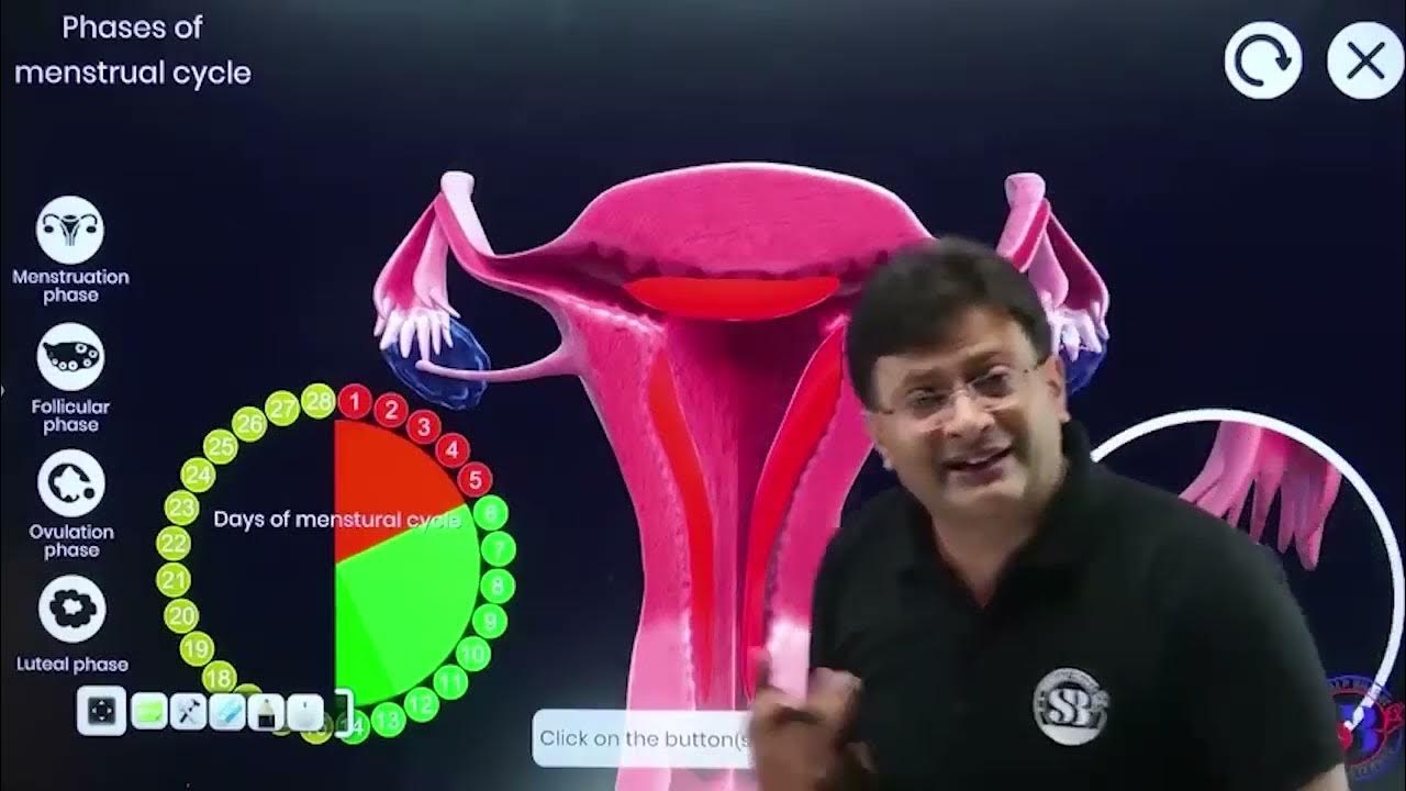 MENSTRUAL CYCLE IN 3D ANIMATION BY MD SIR. - YouTube