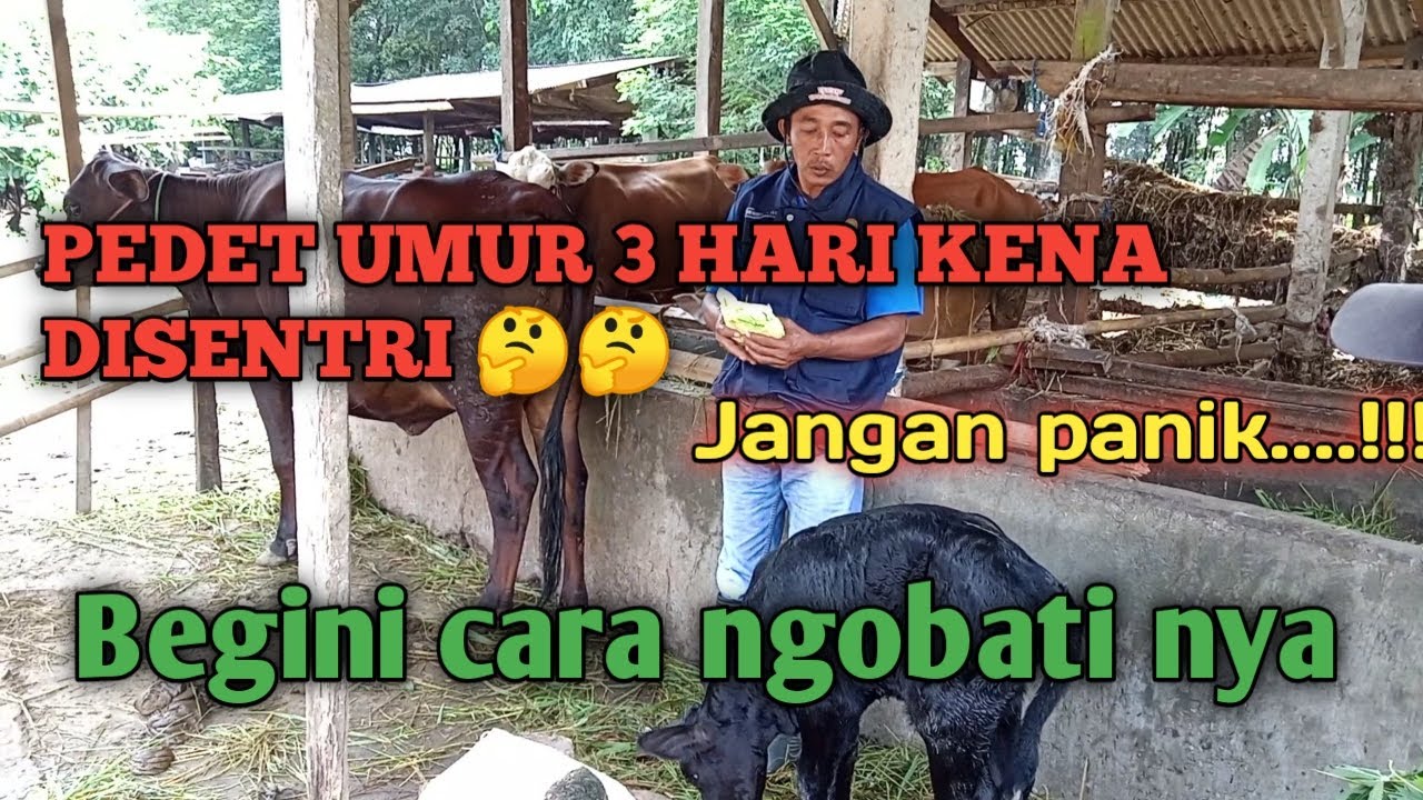 Penanganan dan pengobatan sapi/pedet disentri / berak darah - YouTube
