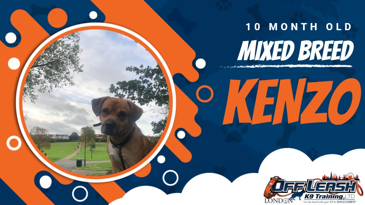 Best Mixed Breed Dog Training | Kenzo | Dog Training in London - YouTube