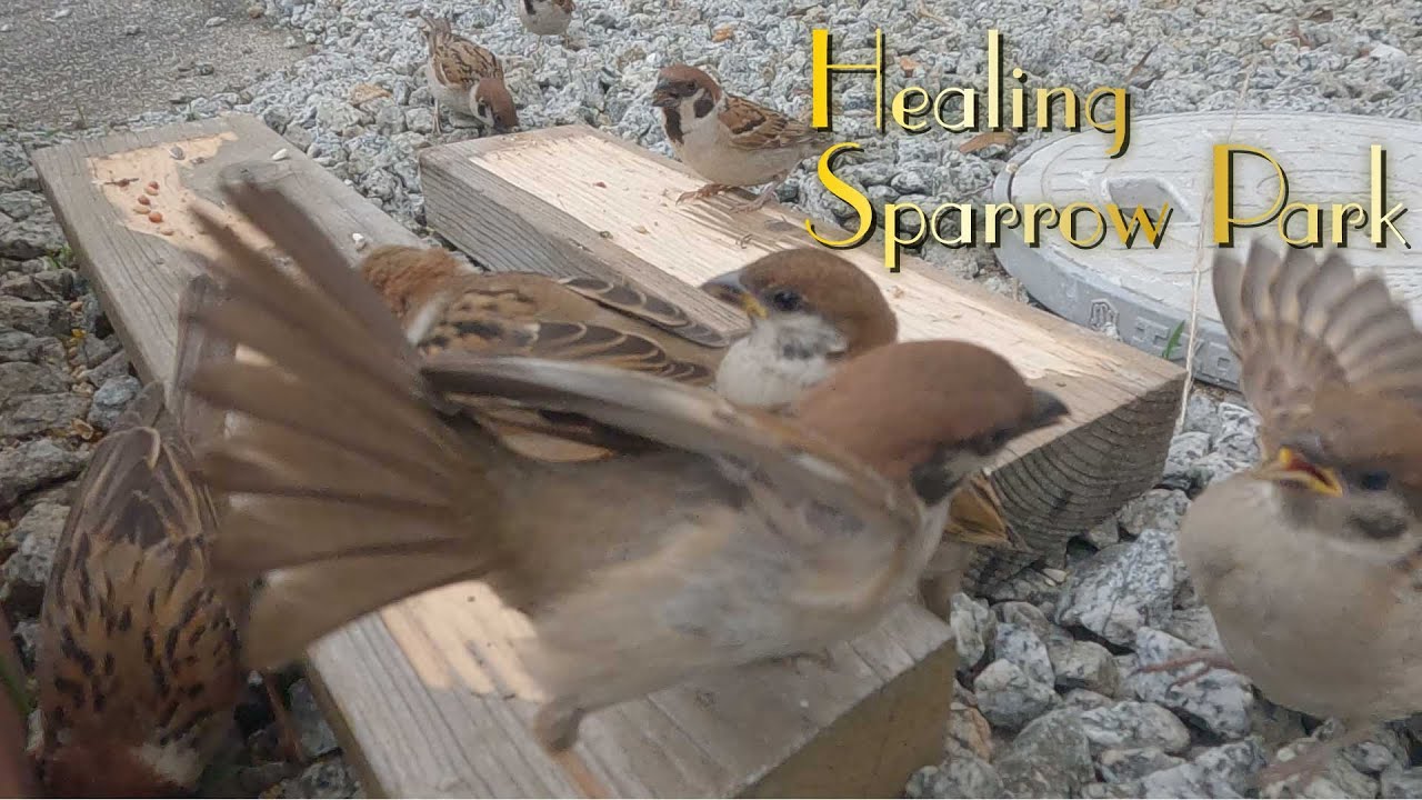 sparrowpark20230611 Part 6 A fierce battle between sparrows when food ...