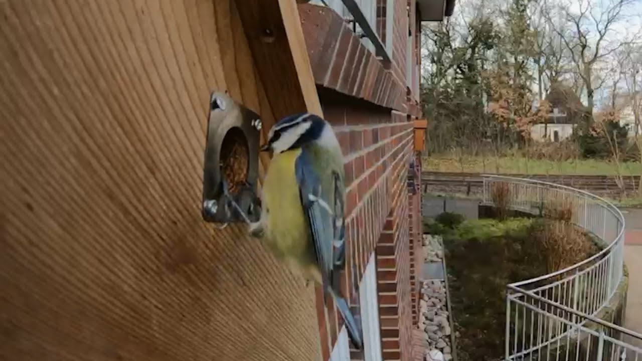 Spannende Fliegen Nisten Im Holz Bild