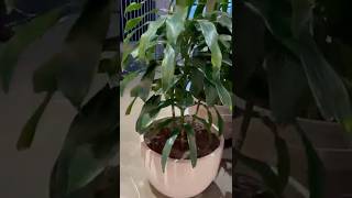 Showcasing Beautiful Pots and Vibrant Greens #plants #new #views_viral_video_subscribers_grow #likes