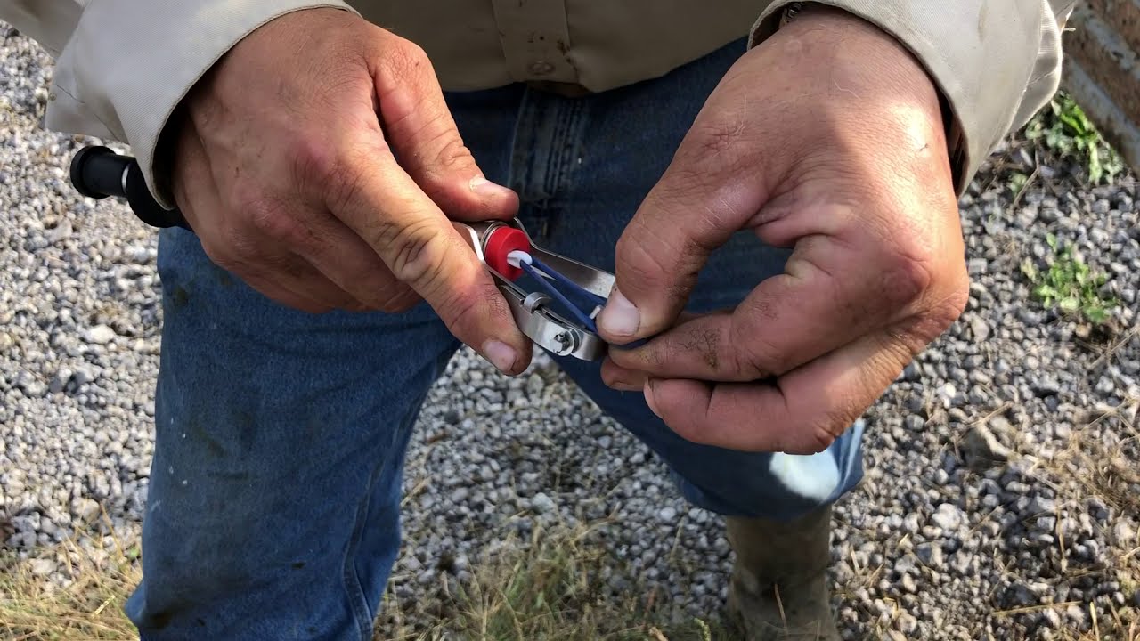 Callicrate WEE Bander with Chris - YouTube