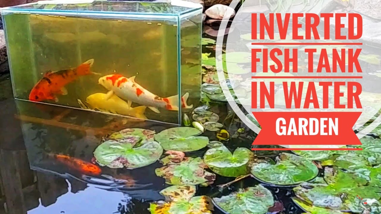 Inverted Fish Tank in Pond /Water Garden for Koi Watching | While ...