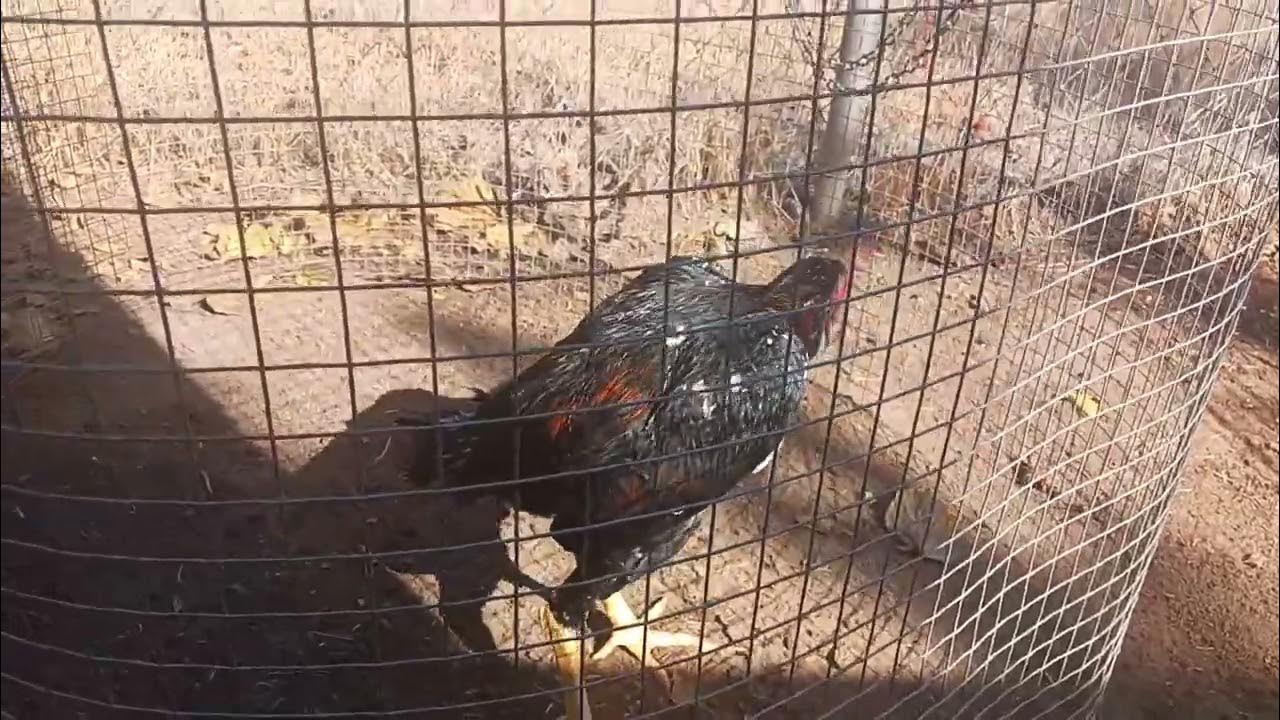 update my chicken..Rov saib kuv cov qaib dua os. - YouTube