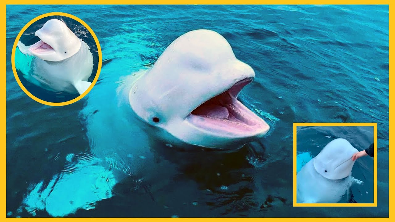 Beluga es Tan Amistosa que Quiere que Todos Sean sus Amigos - YouTube