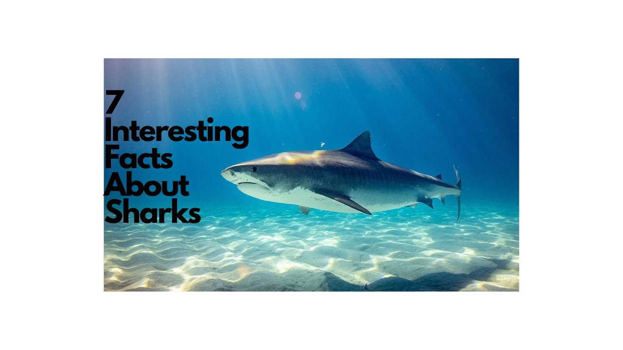 7 Interesting Facts About Sharks - YouTube