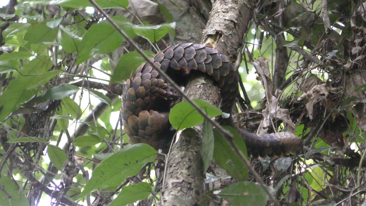 Long-Tailed Pangolin Eating Ants - YouTube