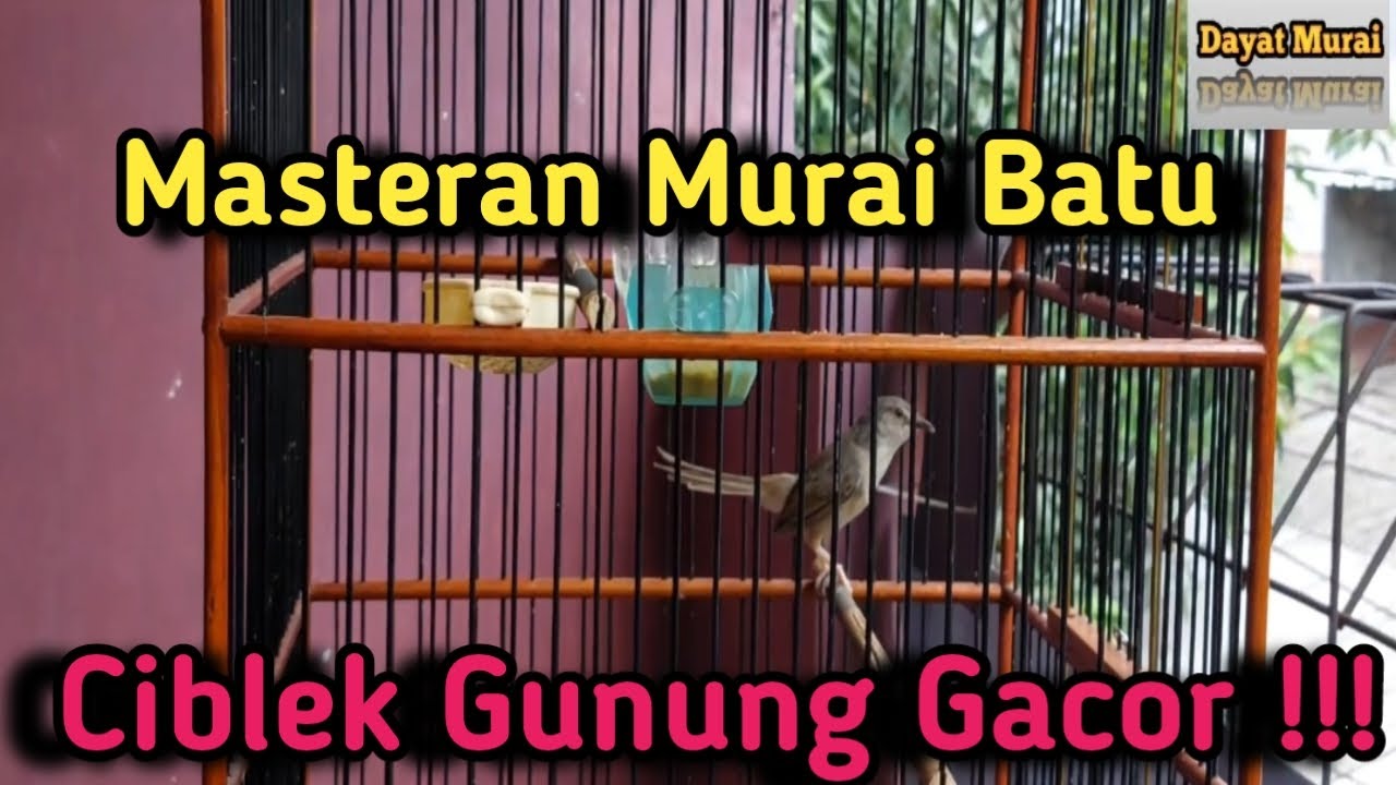 Masteran Murai Batu,Ciblek Gunung Gacor !!! - YouTube