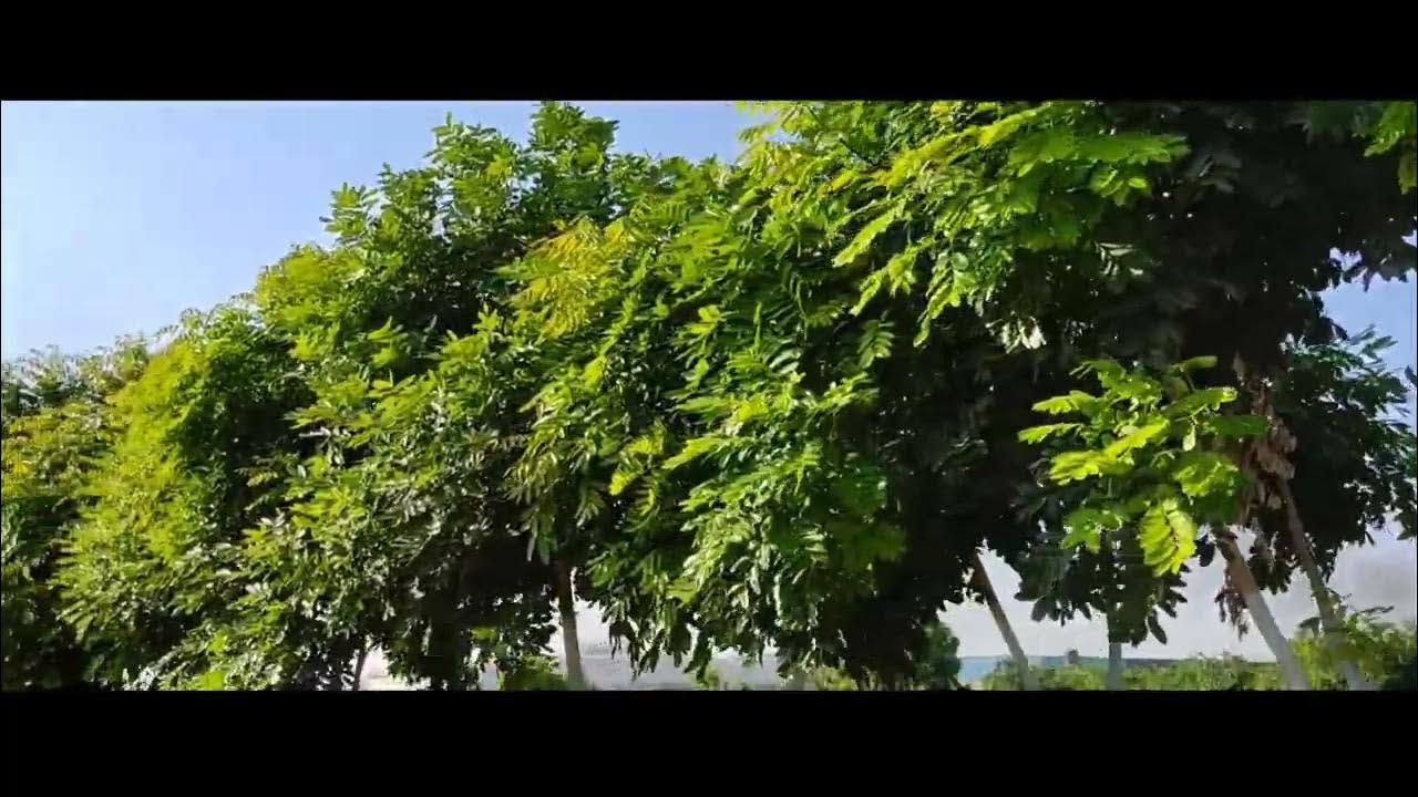 مسافات زراعة مصدات الرياح من الماهوجني الإفريقي وبعض الأخطاء إللي ممكن ...